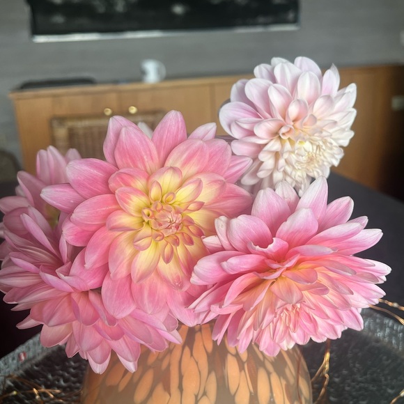 Other | Gerrie Hoek Dahlia Tuber | Poshmark